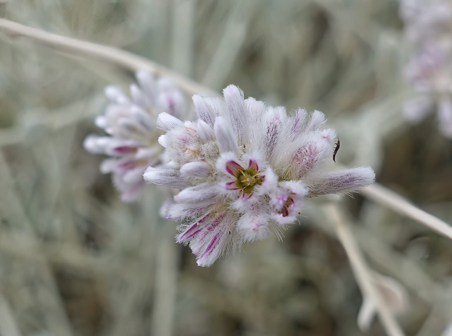 Cotton Bush (Ptilotus obovatus) – Ausemade