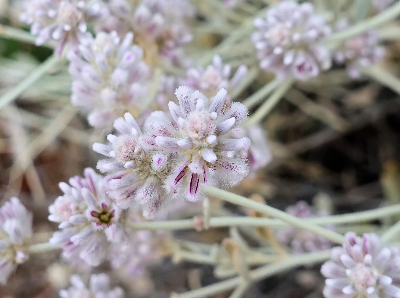 Cotton Bush (Ptilotus obovatus) – Ausemade