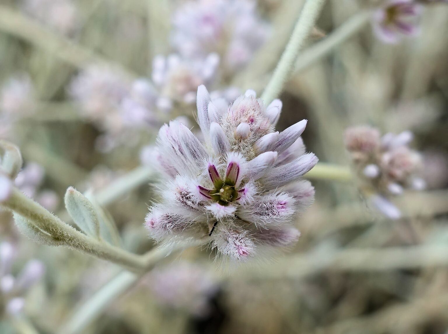Cotton Bush (Ptilotus obovatus) – Ausemade