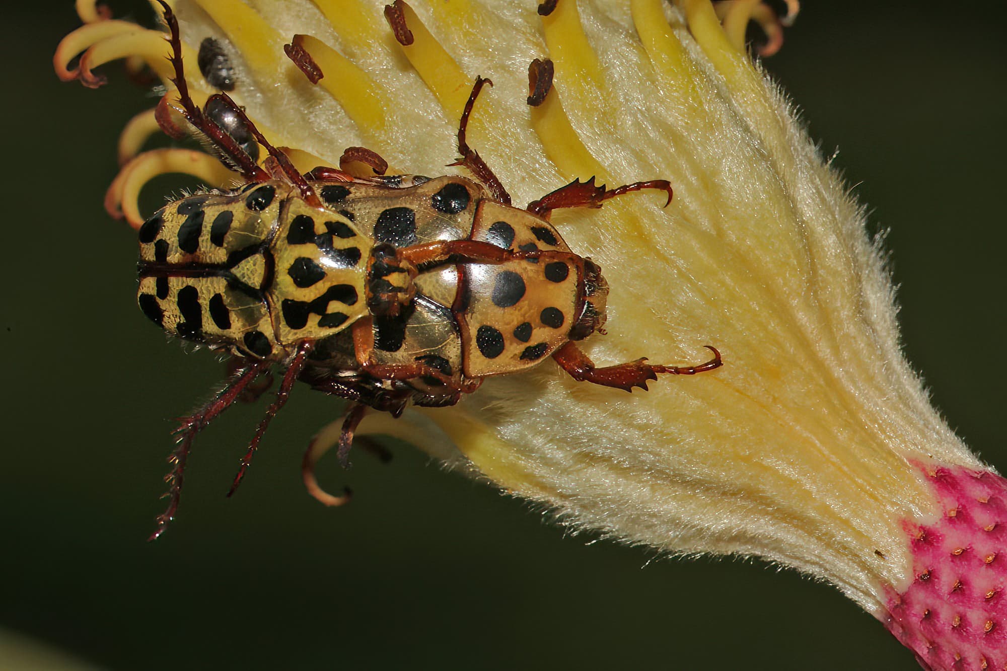 Punctate Flower Chafer Beetle – Ausemade