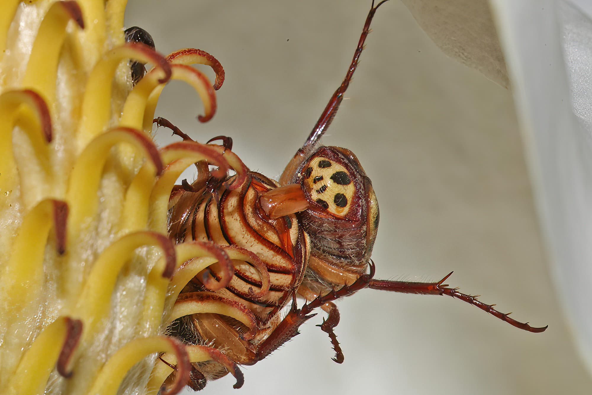 Punctate Flower Chafer Beetle – Ausemade