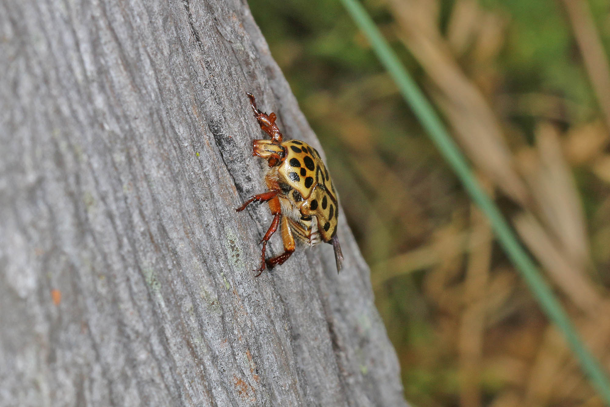 Punctate Flower Chafer Beetle – Ausemade
