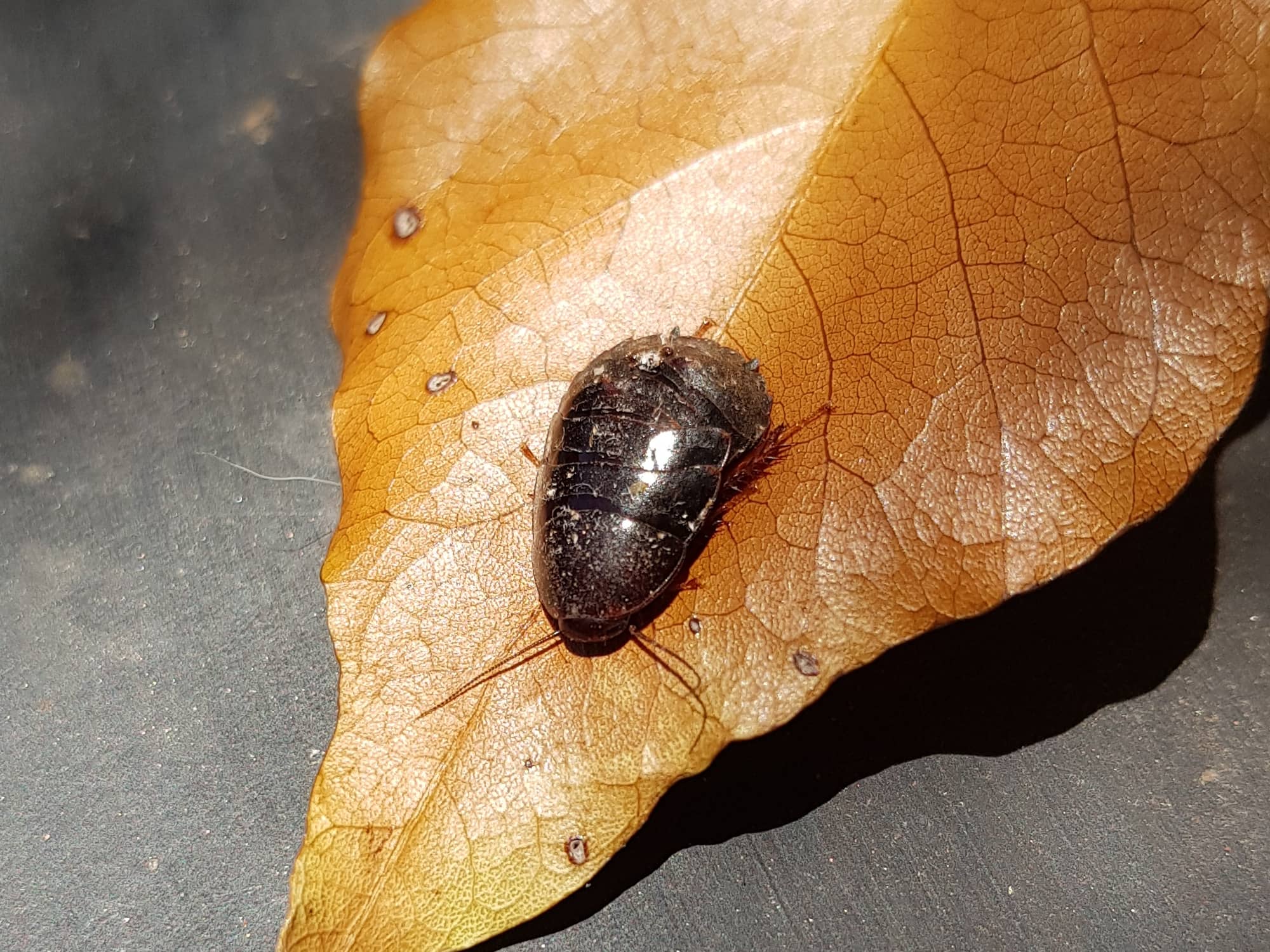 Alice Springs Pycnoscelus sp – Ausemade
