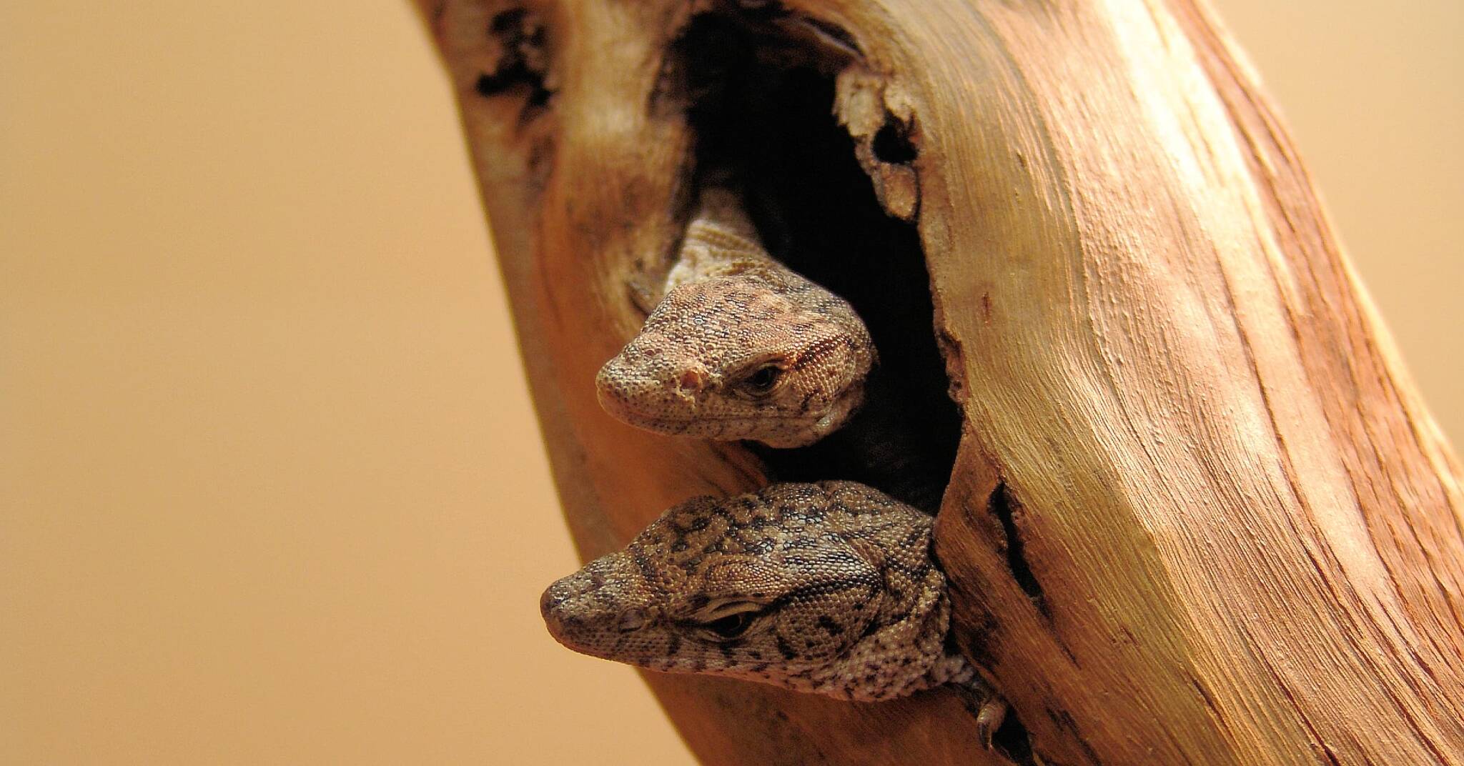 Pygmy Mulga Goanna – Ausemade