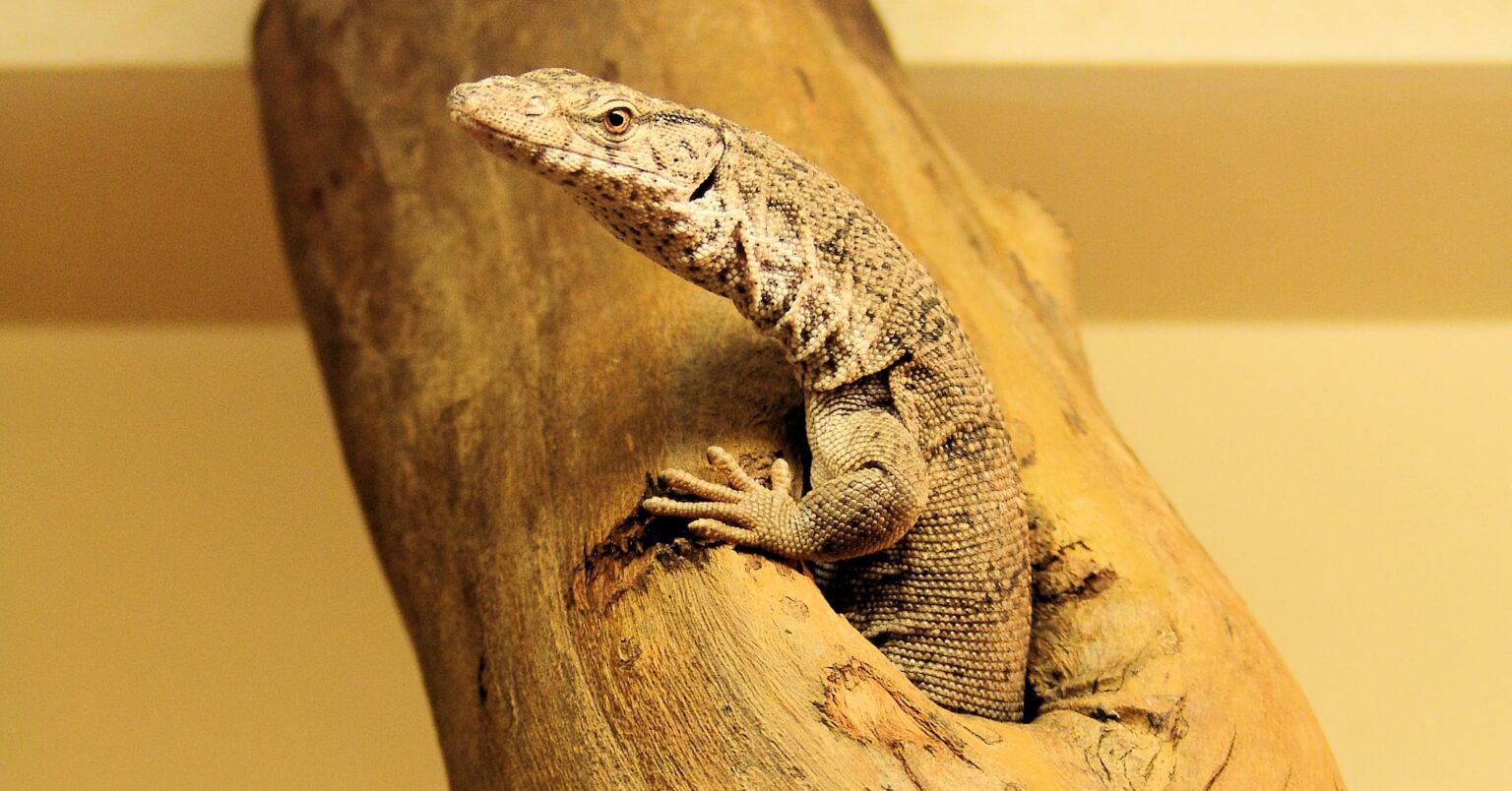 Pygmy Mulga Goanna – Ausemade