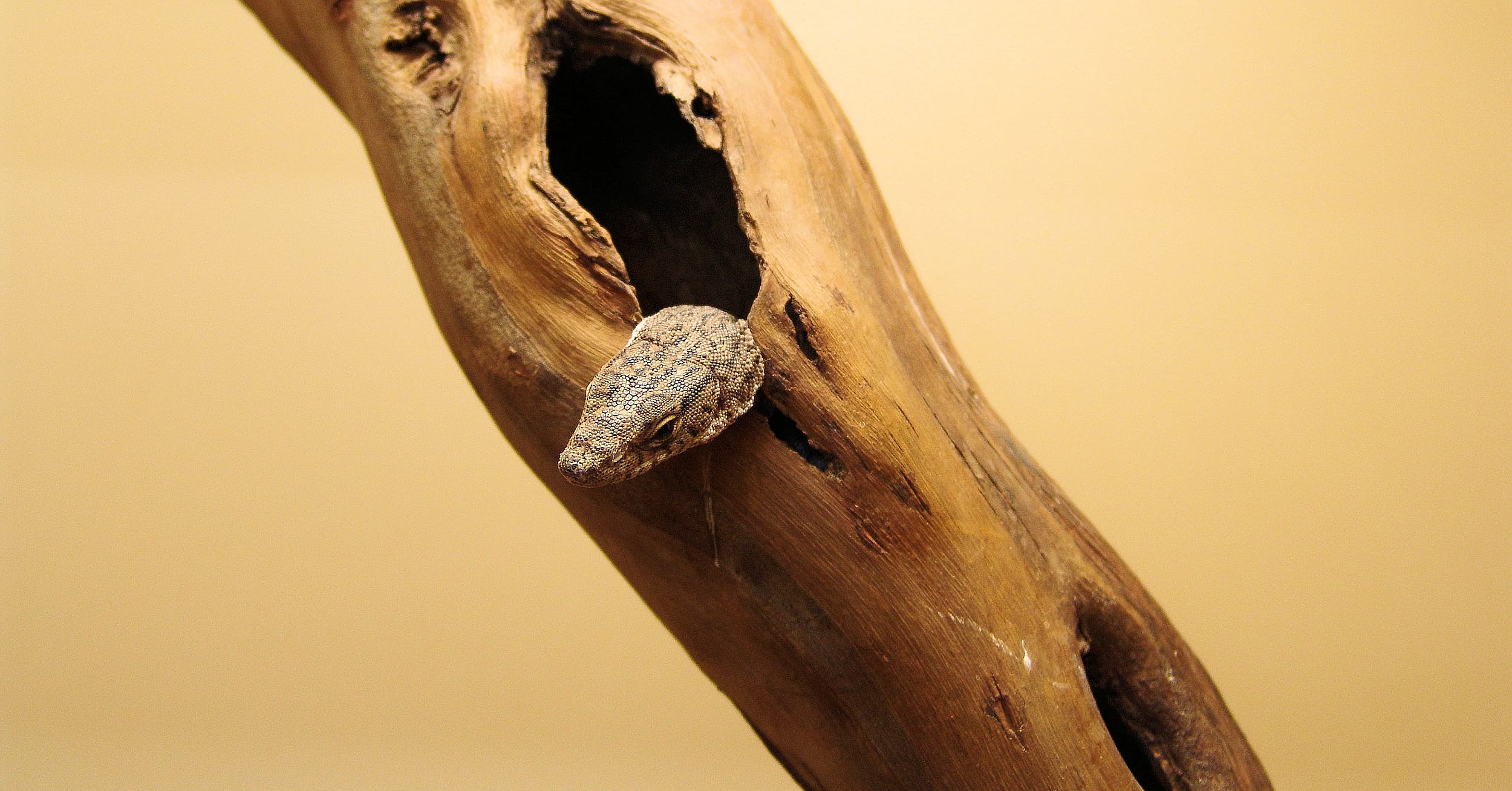 Pygmy Mulga Goanna – Ausemade