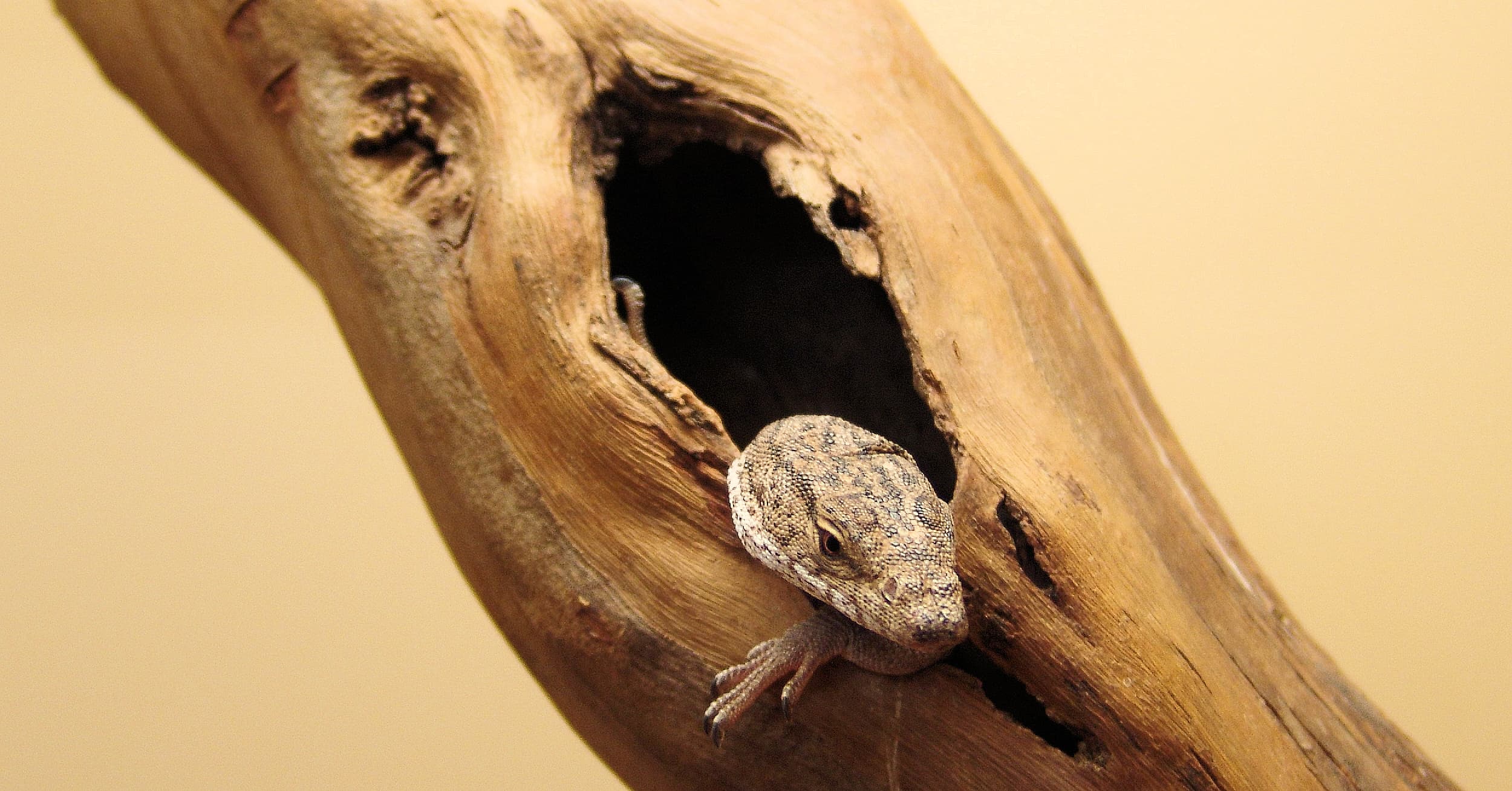 Pygmy Mulga Goanna – Ausemade