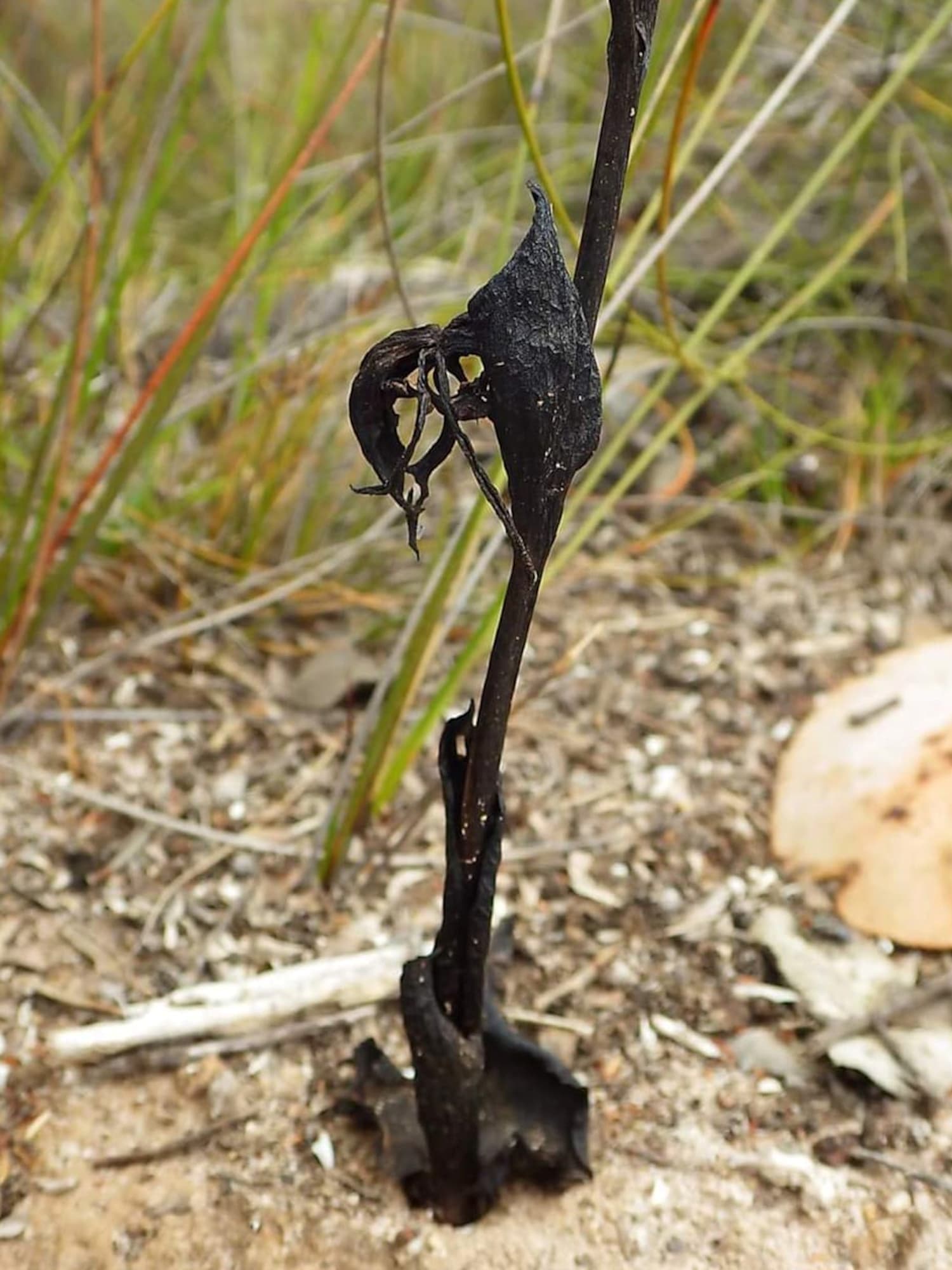 Black Fire-Orchid (Pyrorchis nigricans) – Ausemade