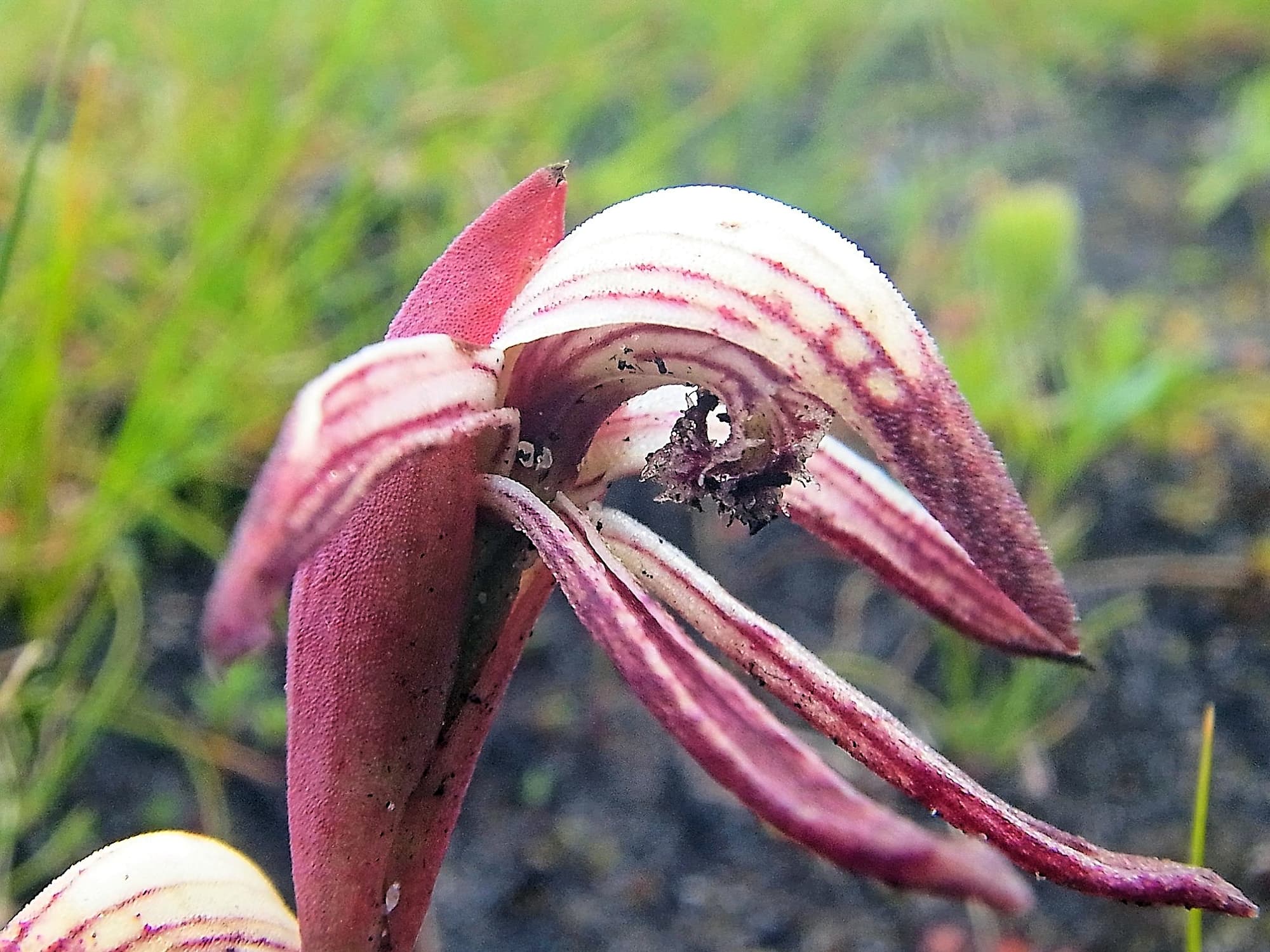 labour of love… orchids – Ausemade