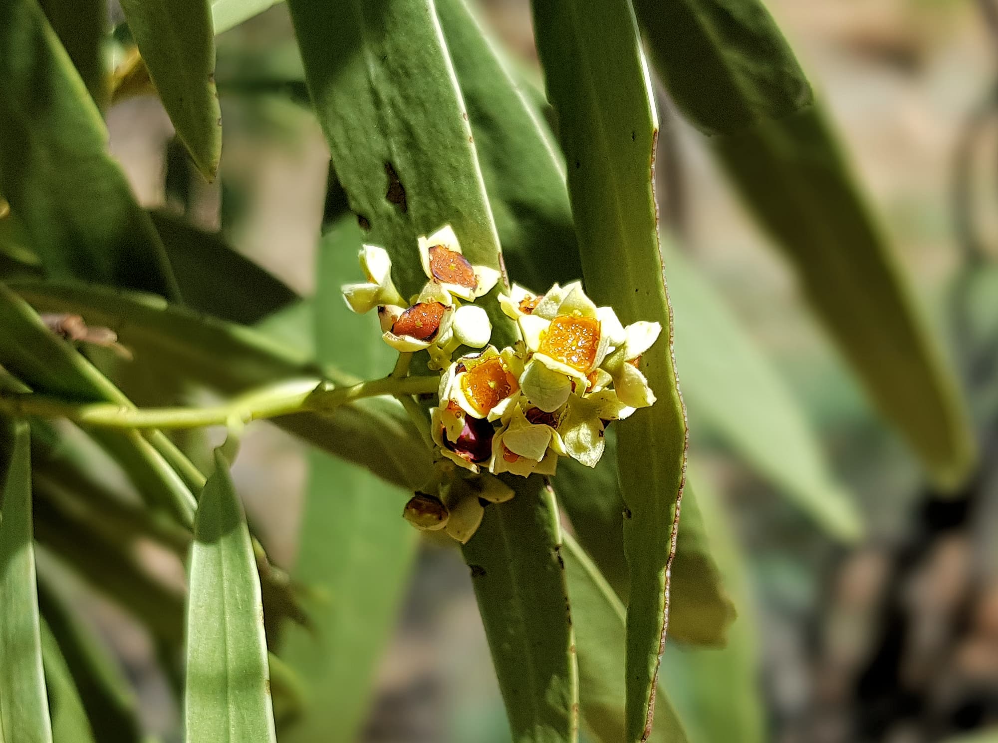 Quandong – Ausemade
