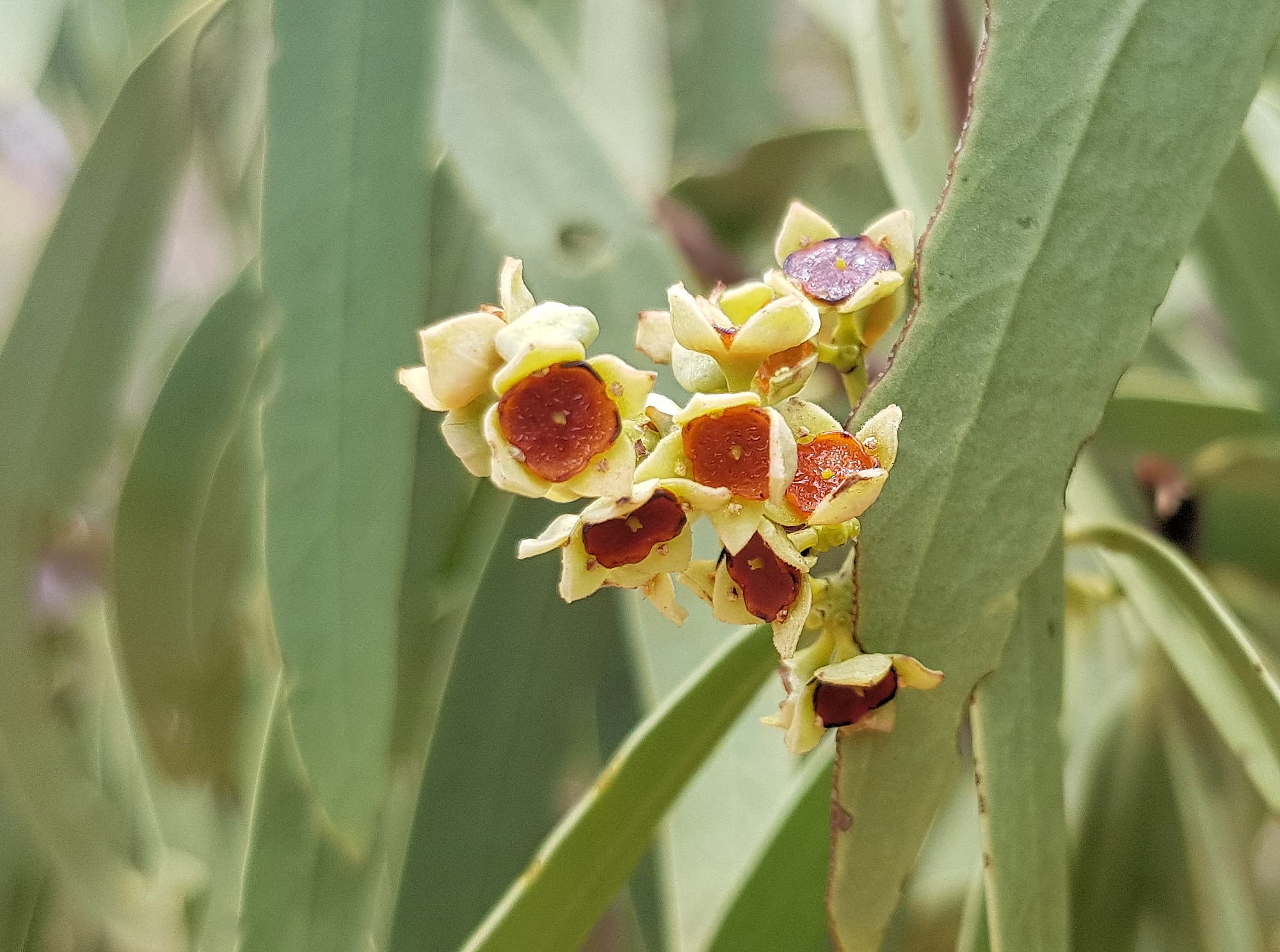 Alice Springs Desert Park – Ausemade