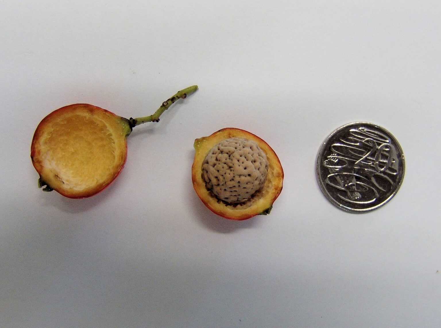 Quandong – Ausemade