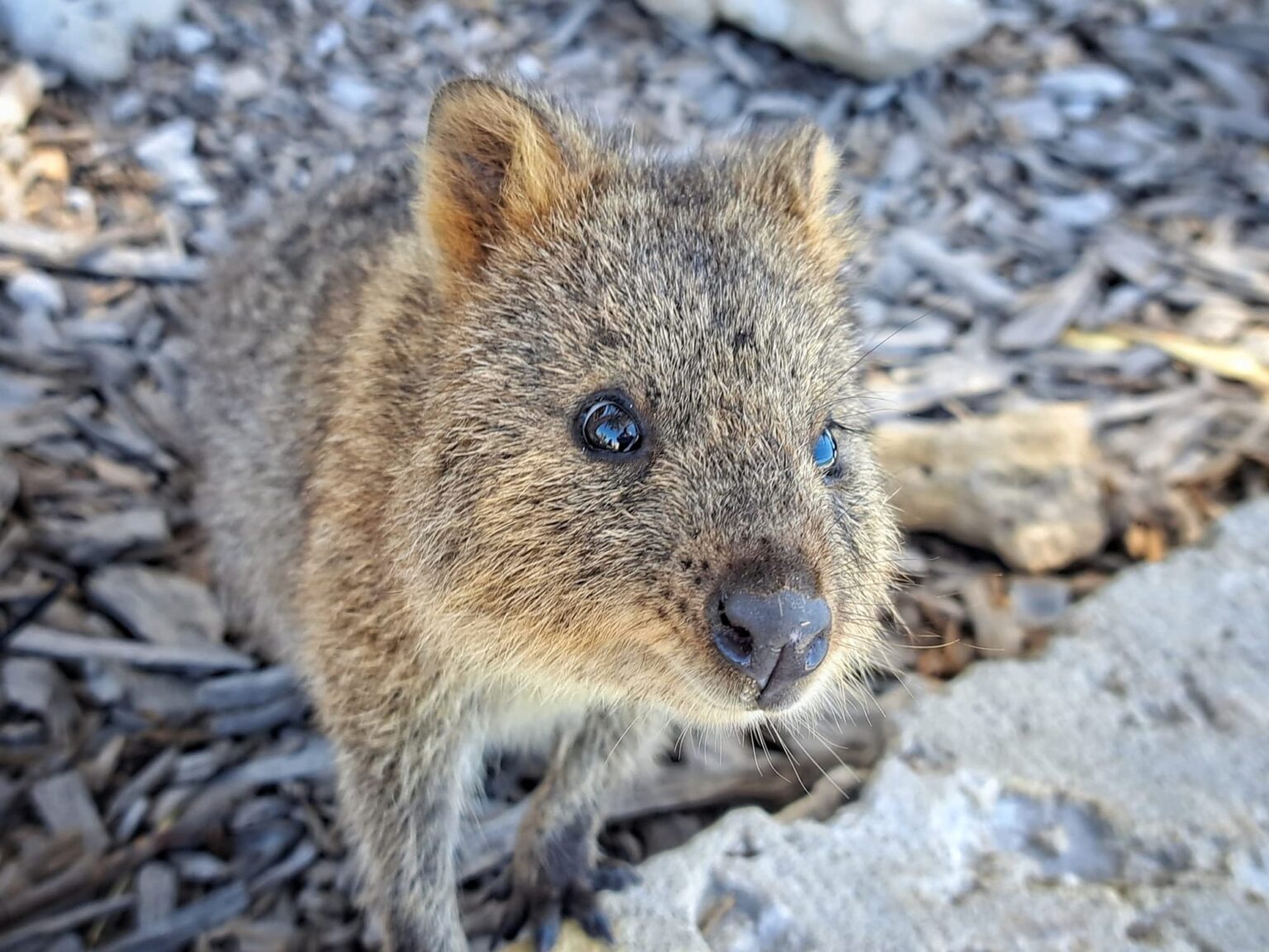 Quokka – Ausemade