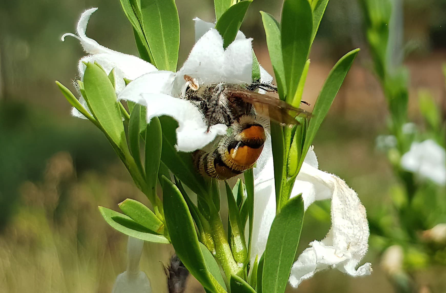 Yellow Hairy Flower Wasp (Radumeris tasmaniensis) – Ausemade