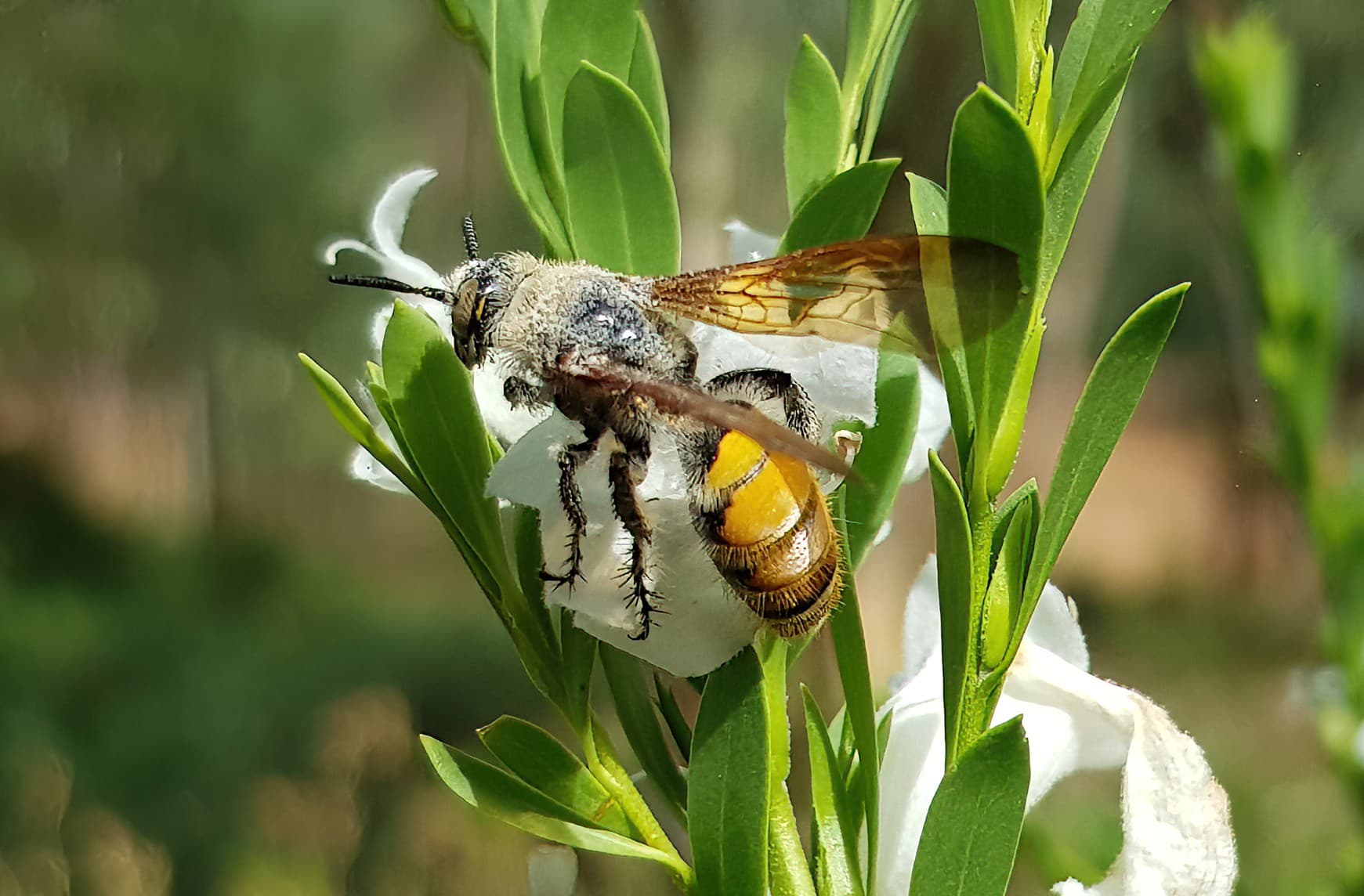 Yellow Hairy Flower Wasp (Radumeris tasmaniensis) – Ausemade