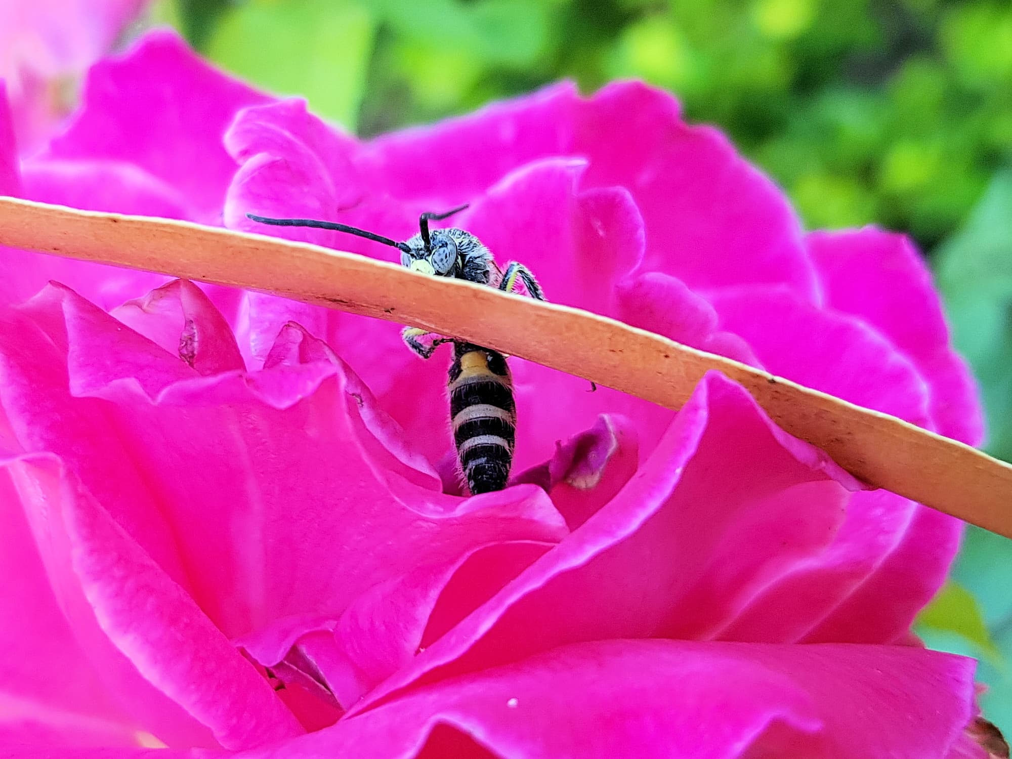 A male Yellow Hairy Flower Wasp – Ausemade