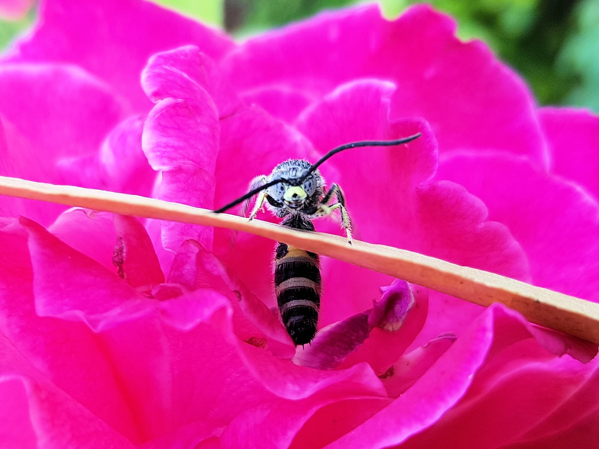 A male Yellow Hairy Flower Wasp – Ausemade