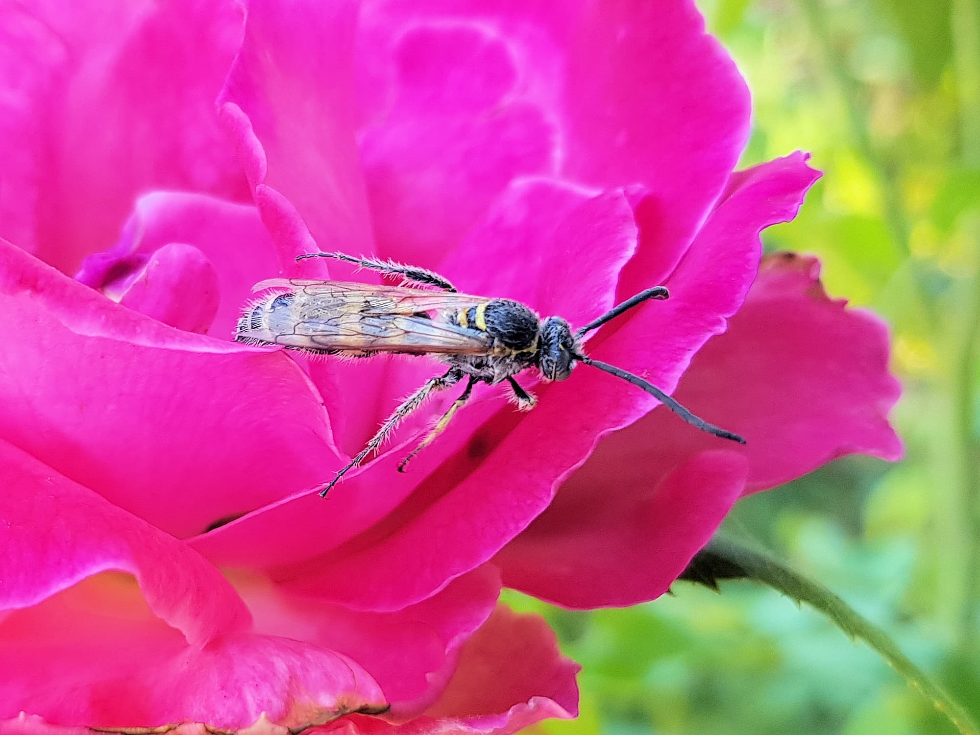 A male Yellow Hairy Flower Wasp – Ausemade