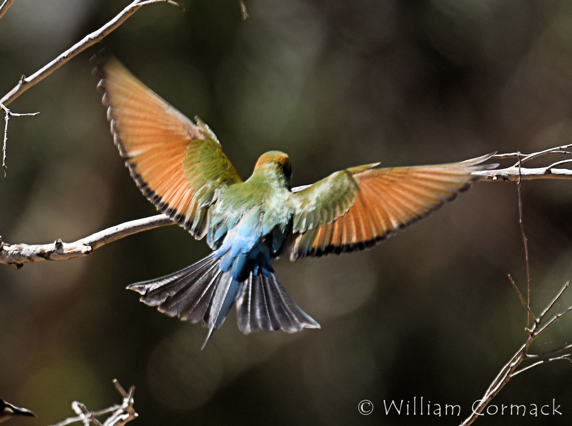 Rainbow Bee-eater – Ausemade