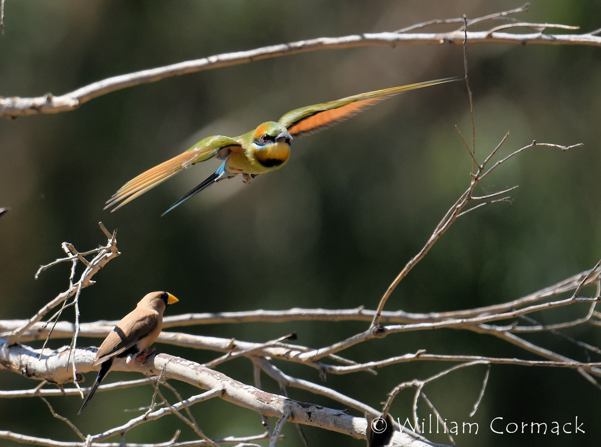 Rainbow Bee-eater – Ausemade