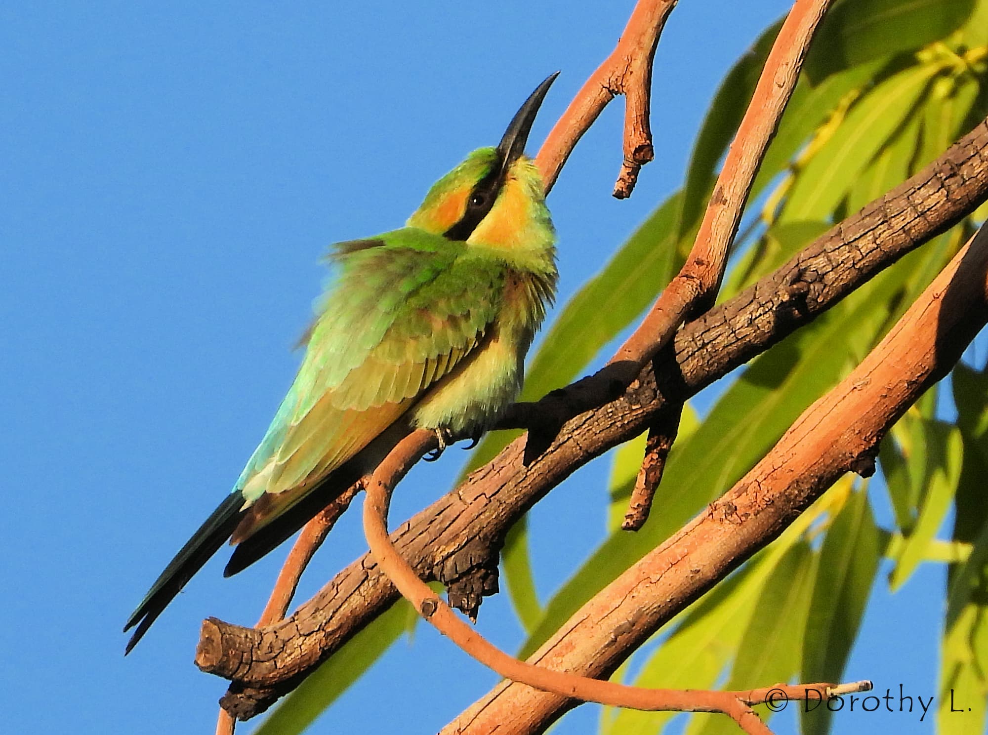 Rainbow Bee-eater – Ausemade