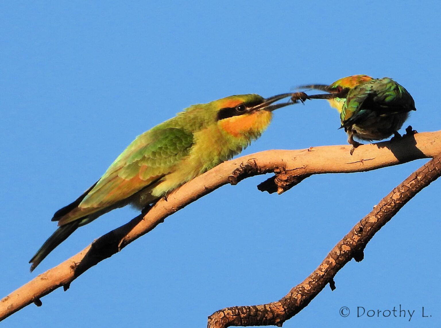 Rainbow Bee-eater – Ausemade