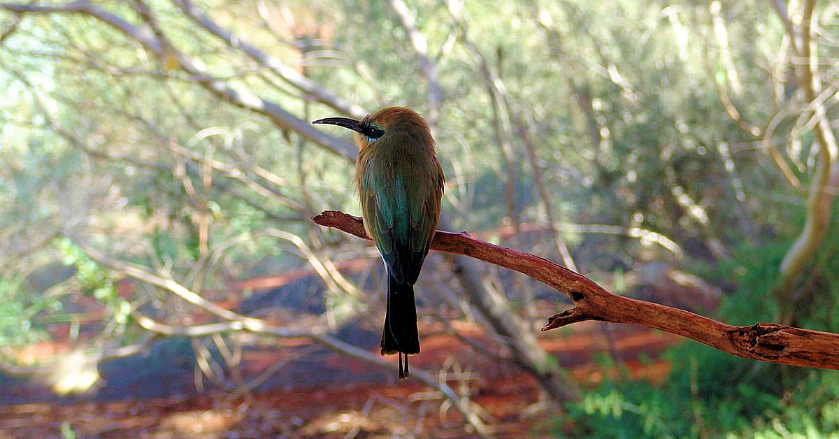 Rainbow Bee-eater – Ausemade