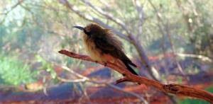 Rainbow Bee-eater – Ausemade