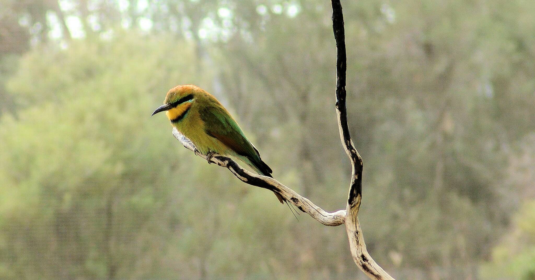 Rainbow Bee-eater – Ausemade