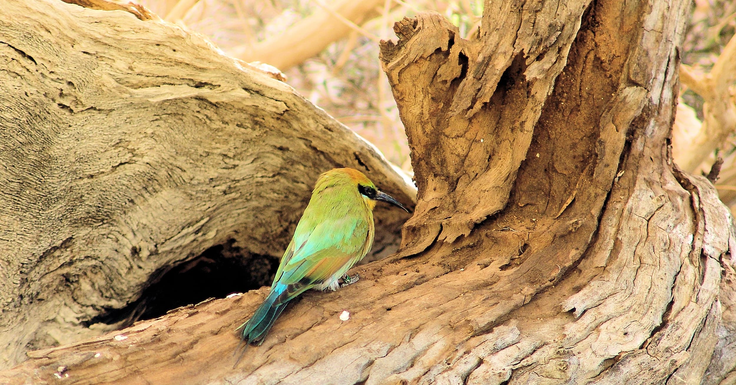 Rainbow Bee-eater – Ausemade
