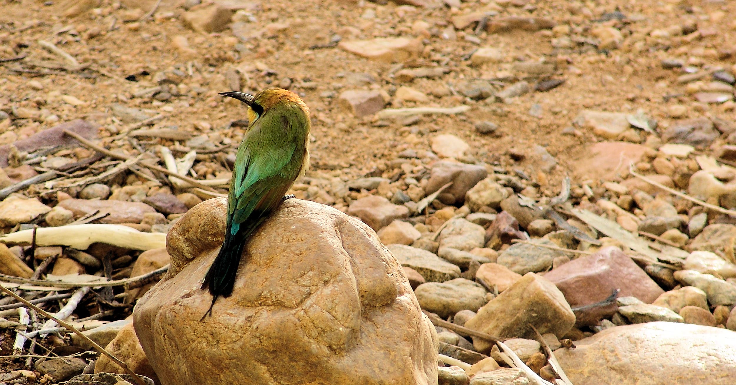 Rainbow Bee-eater – Ausemade