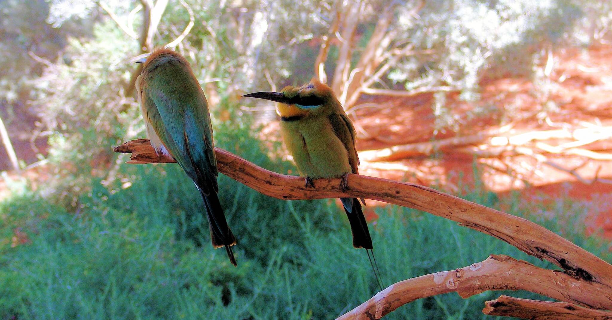 Rainbow Bee-eater – Ausemade