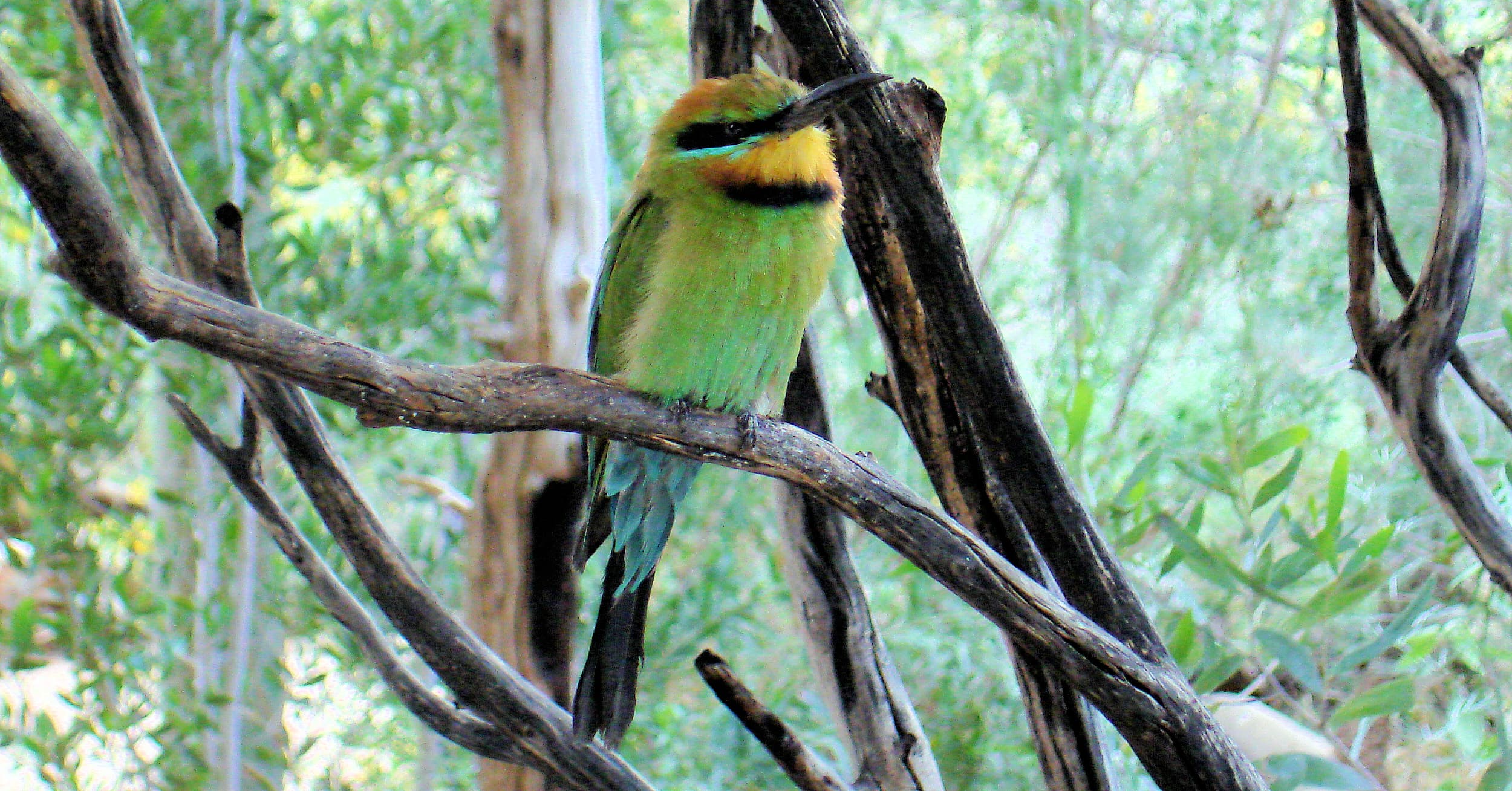 Rainbow Bee-eater – Ausemade