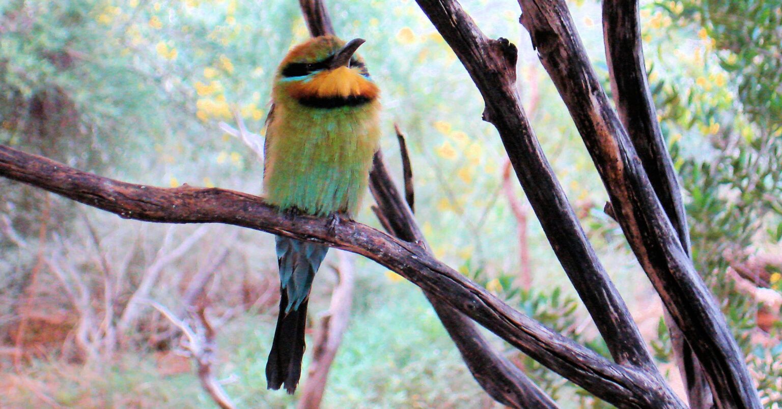 Rainbow Bee-eater – Ausemade