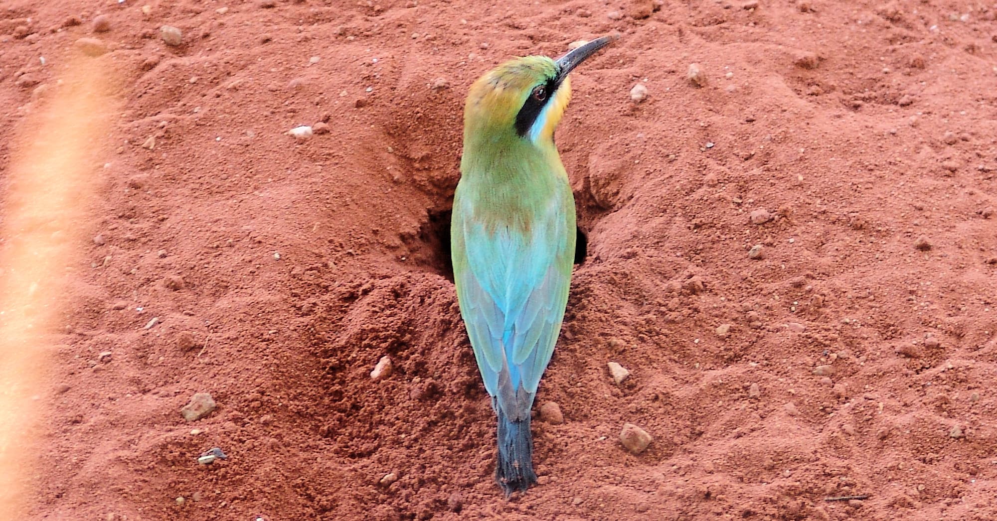 Rainbow Bee-eater – Ausemade