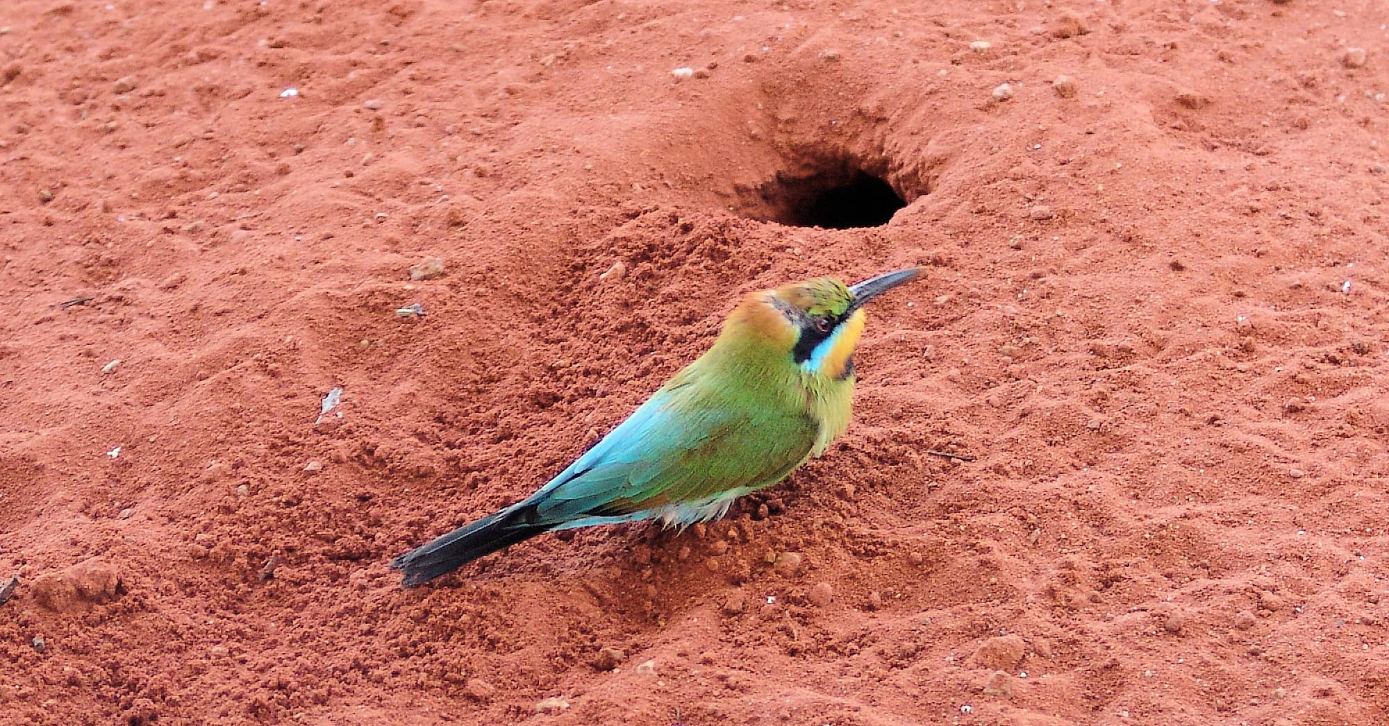 Rainbow Bee-eater – Ausemade
