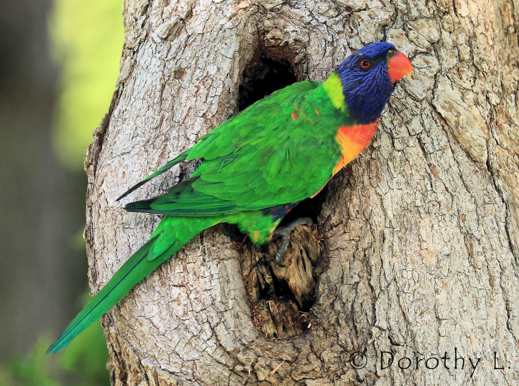 Rainbow Lorikeet – Ausemade