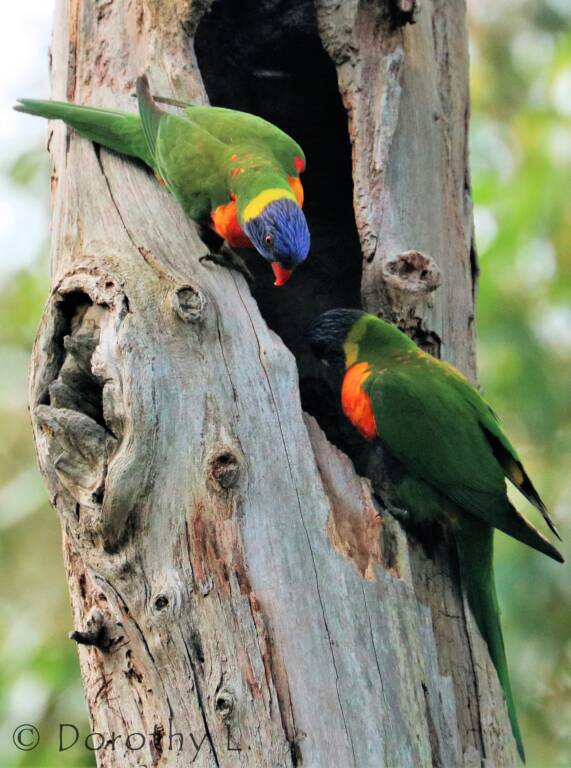 Rainbow Lorikeet – Ausemade