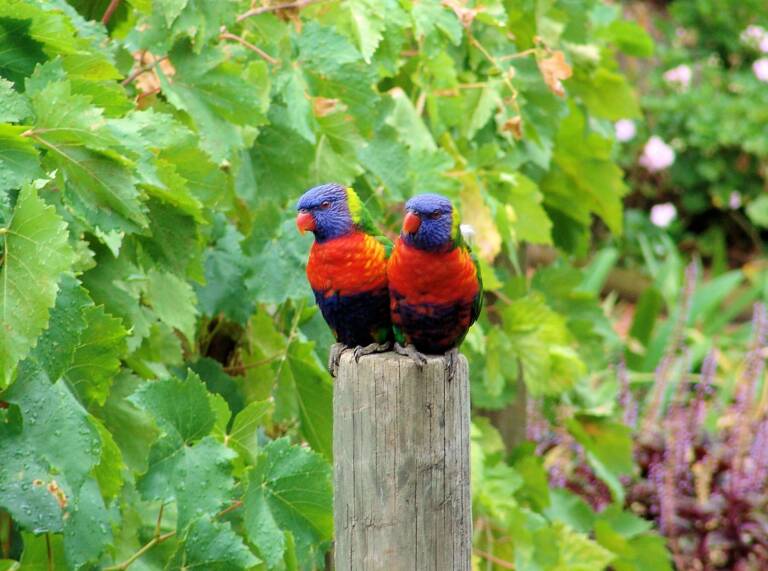 Backyard Wildlife – Ausemade