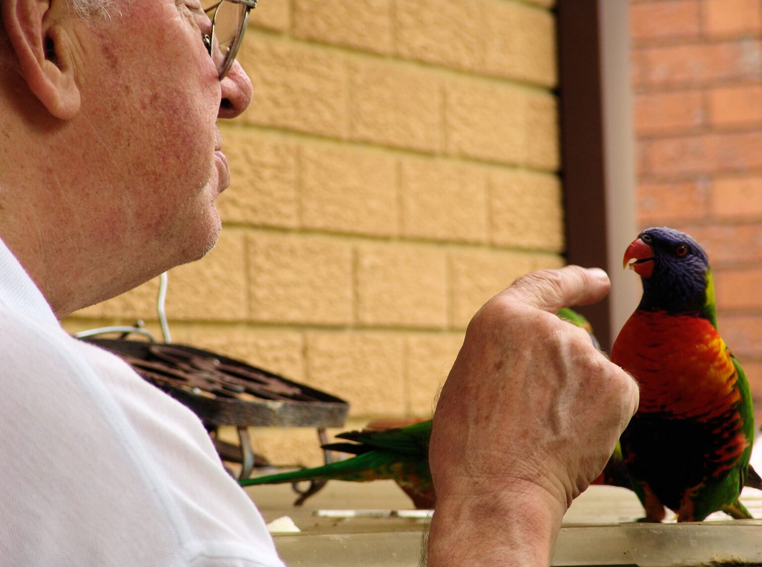 Backyard Wildlife – Ausemade