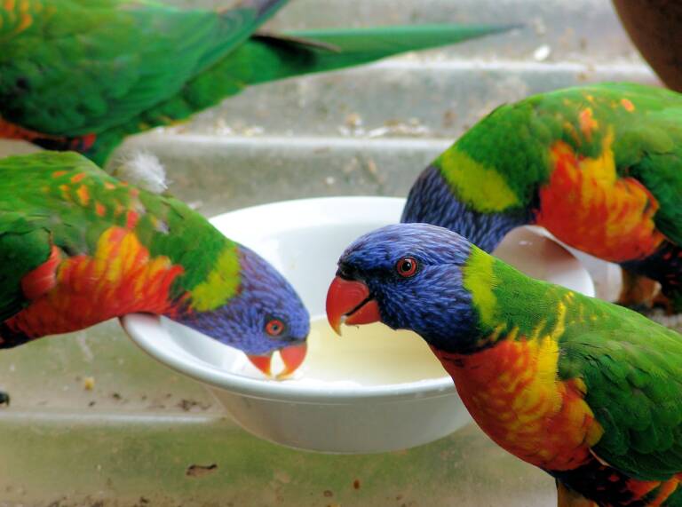 Backyard Wildlife – Ausemade