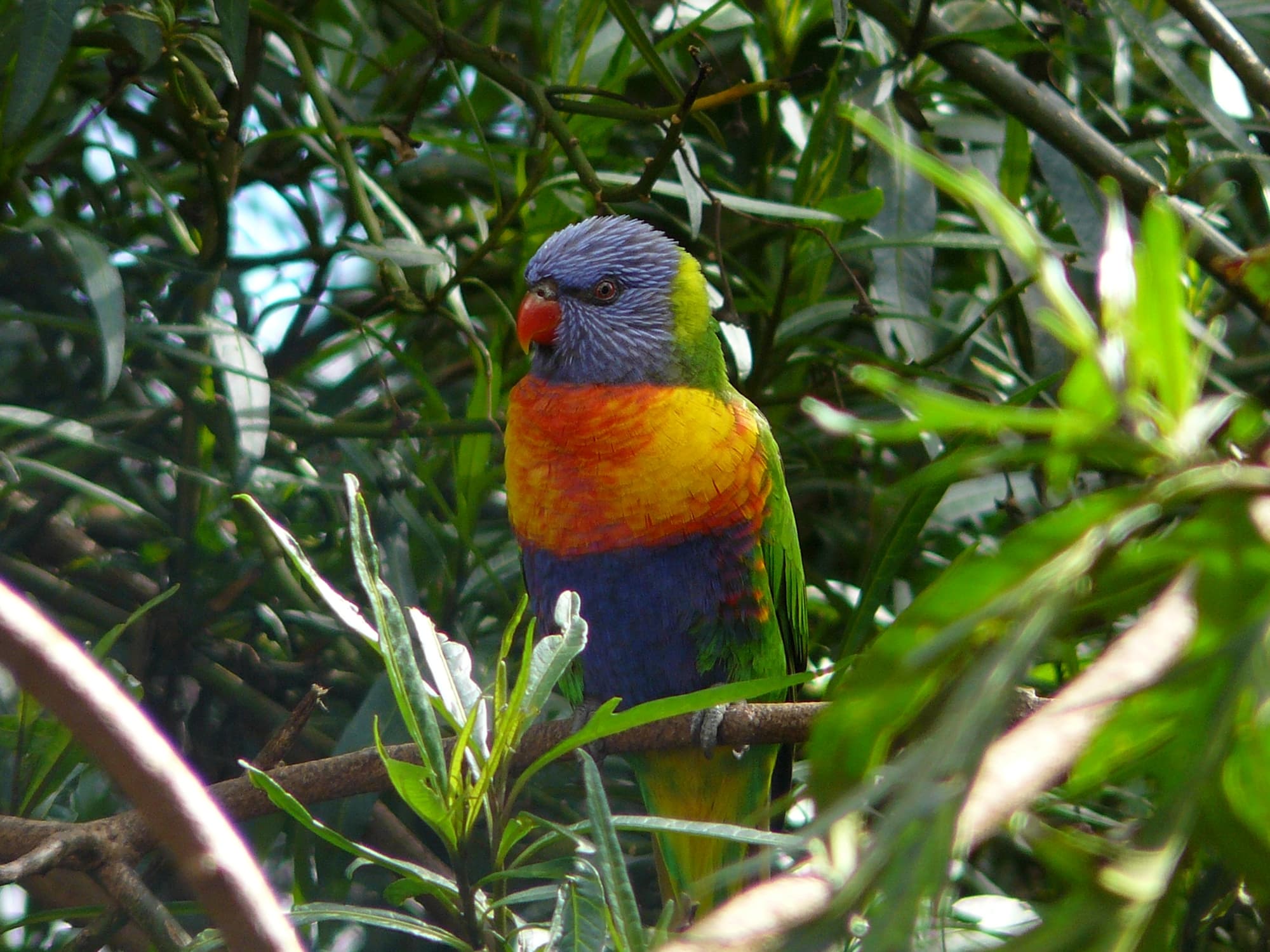 Adelaide Hills Birds – Ausemade