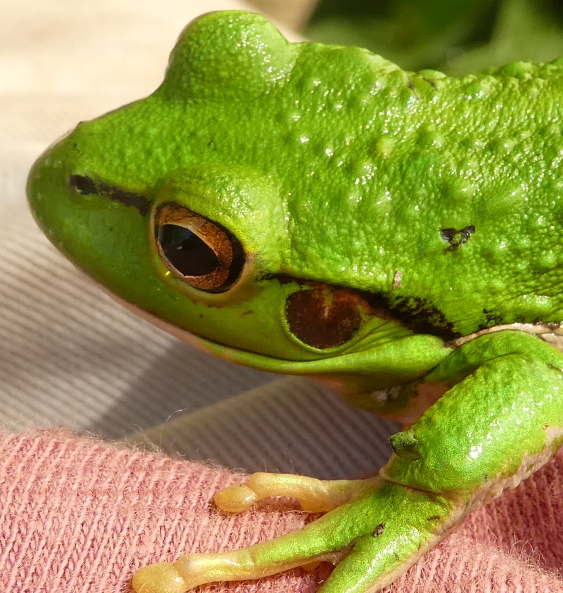 The Greenest Motorbike Frogs – Ausemade