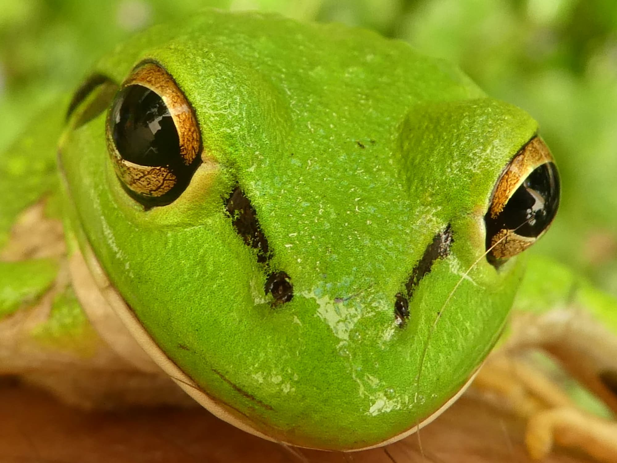 The Greenest Motorbike Frogs – Ausemade