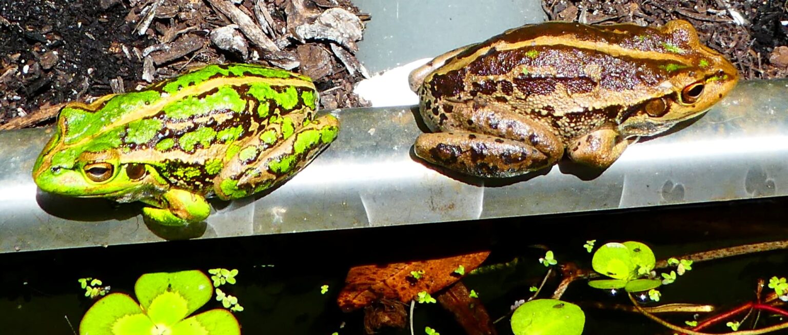 Motorbike Frog (Ranoidea moorei) – Ausemade
