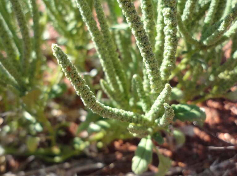 Rat’s Tail – Ausemade