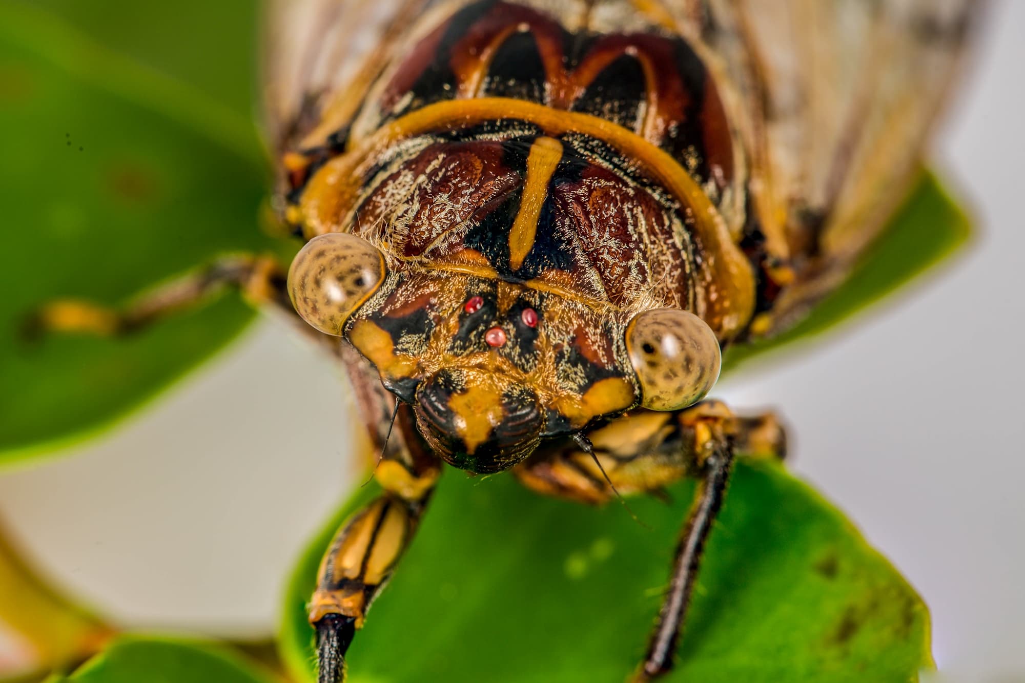 Razor Grinder (Henicopsaltria eydouxii) — Cicada – Ausemade