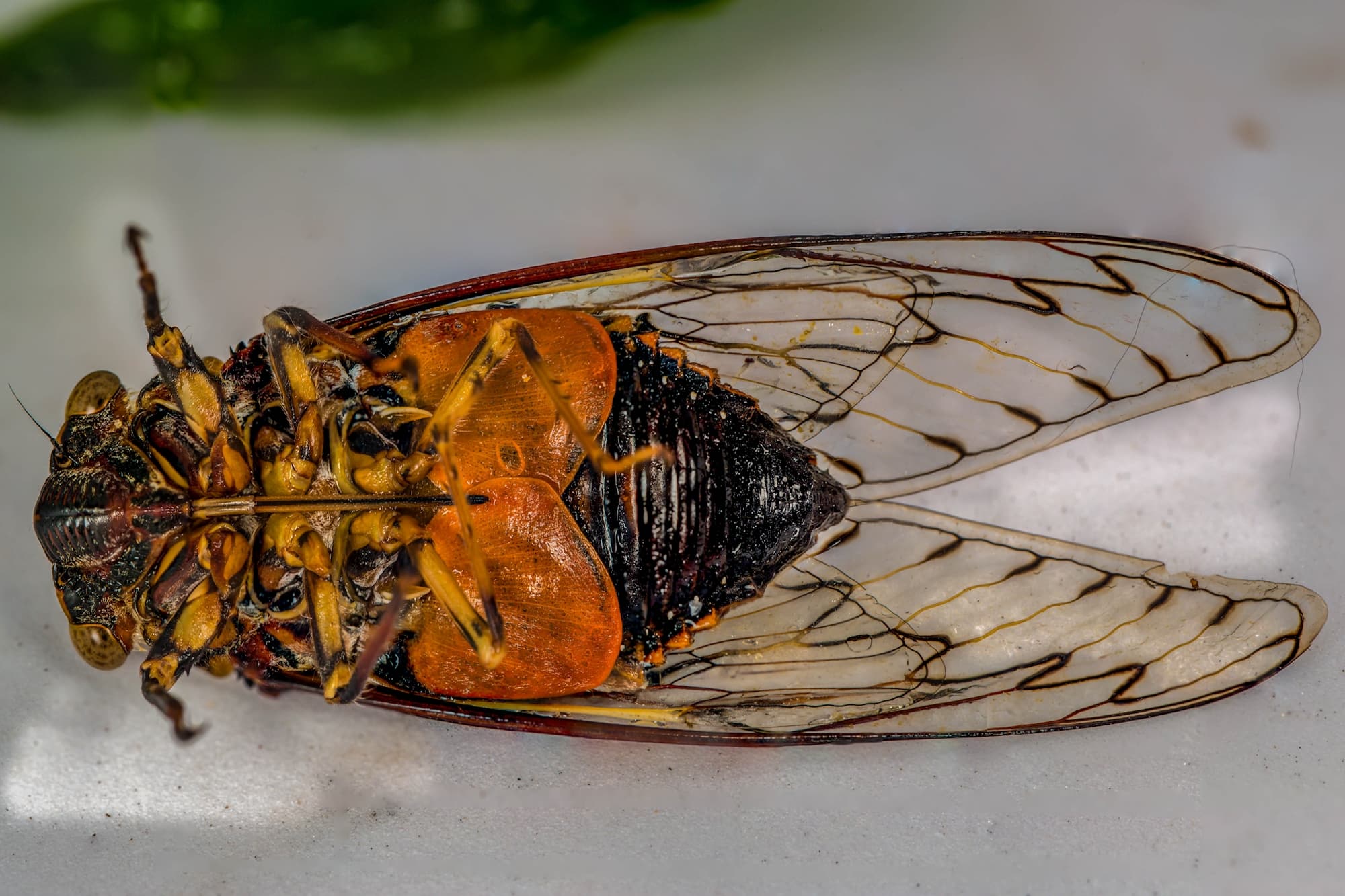 Razor Grinder (Henicopsaltria eydouxii) — Cicada – Ausemade