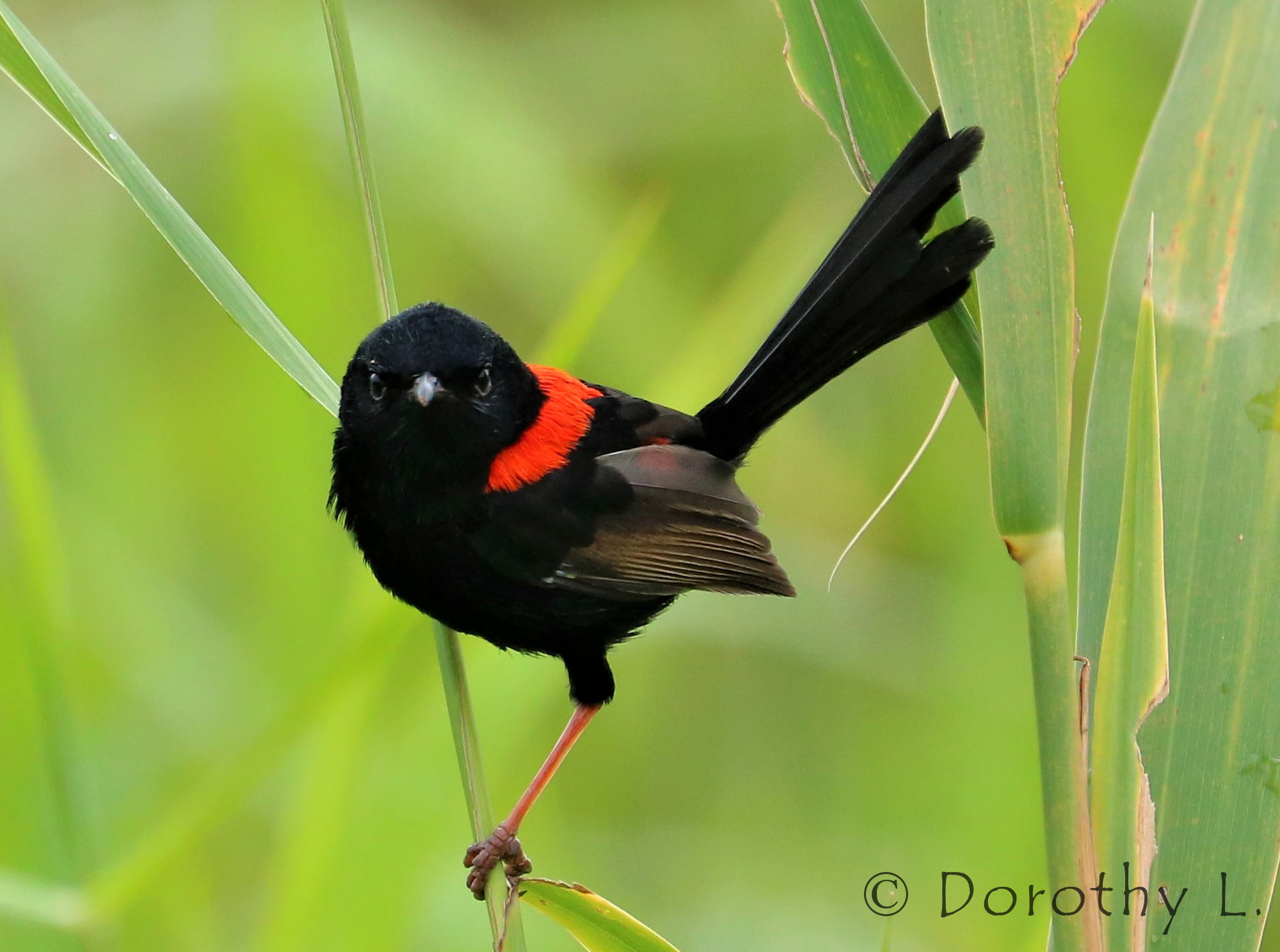 Red-backed Fairywren – Ausemade