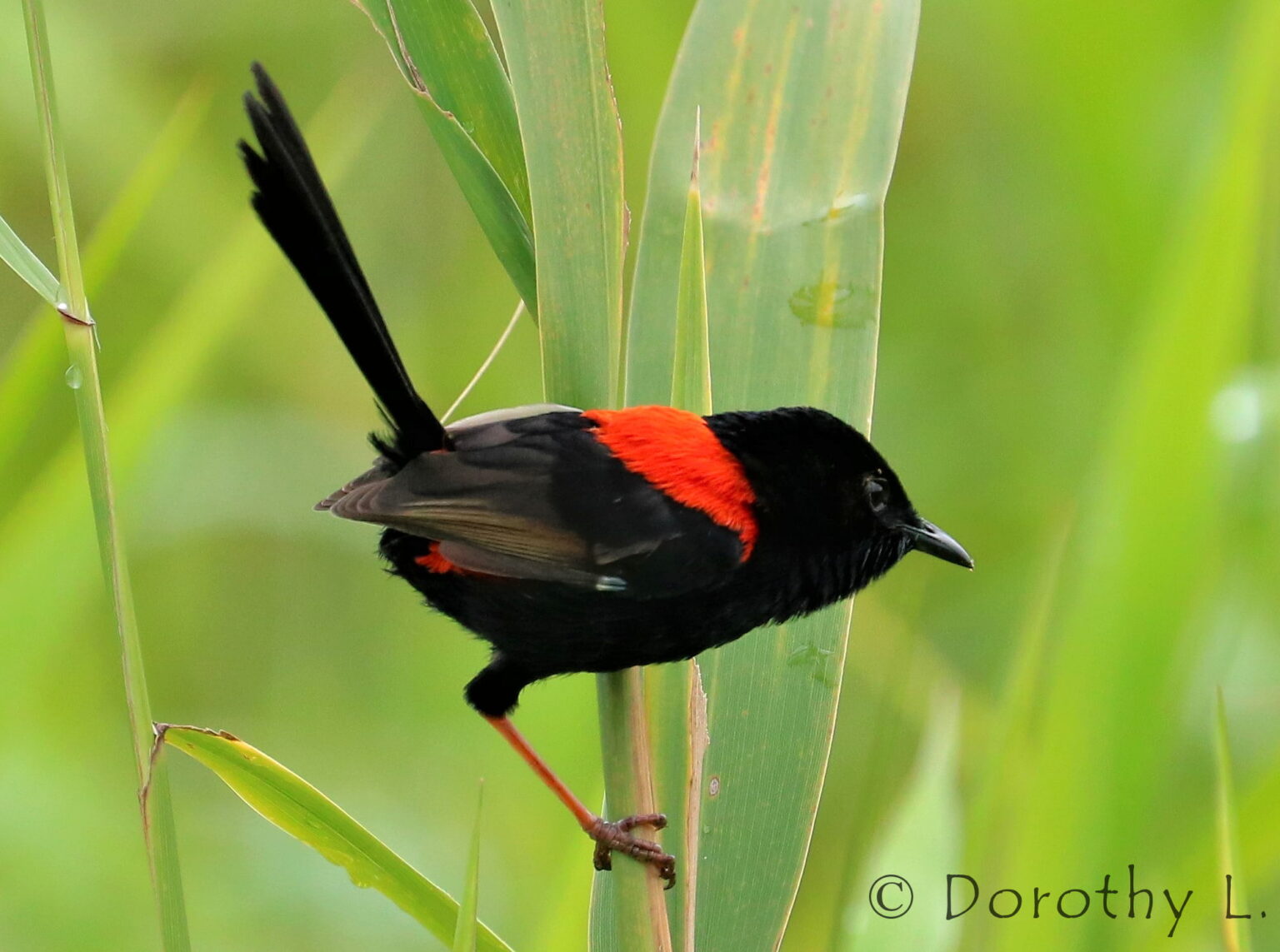 Australasian Wrens – Ausemade